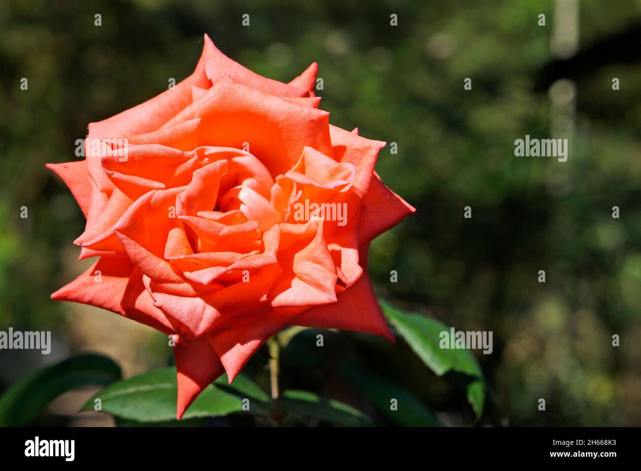 Coral rose on garden, Rio, Brazil Stock Photo - Alamy