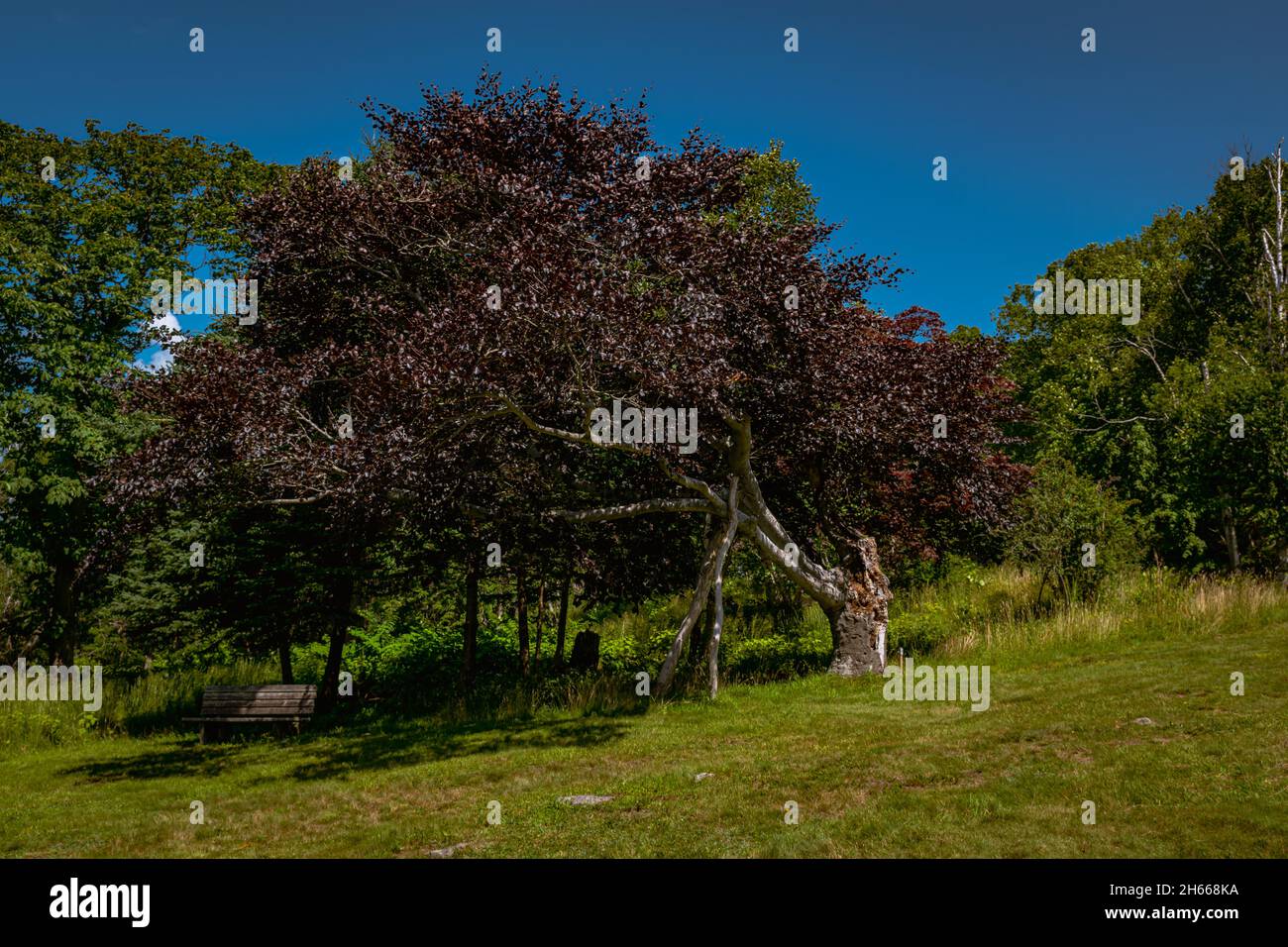 Copper Beech tree Stock Photo - Alamy