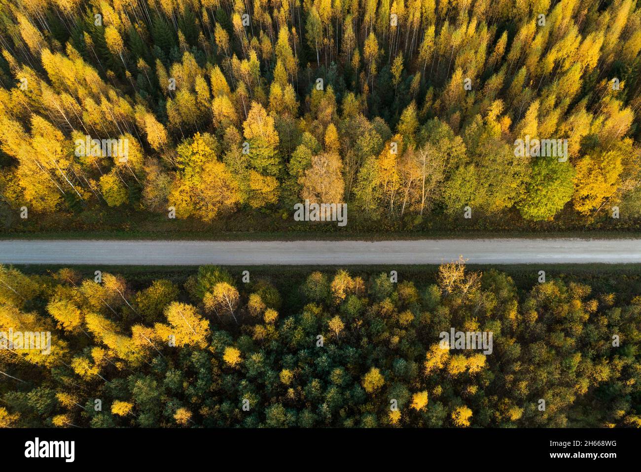 An aerial of a small dirt road leading through a colorful mixed boreal ...