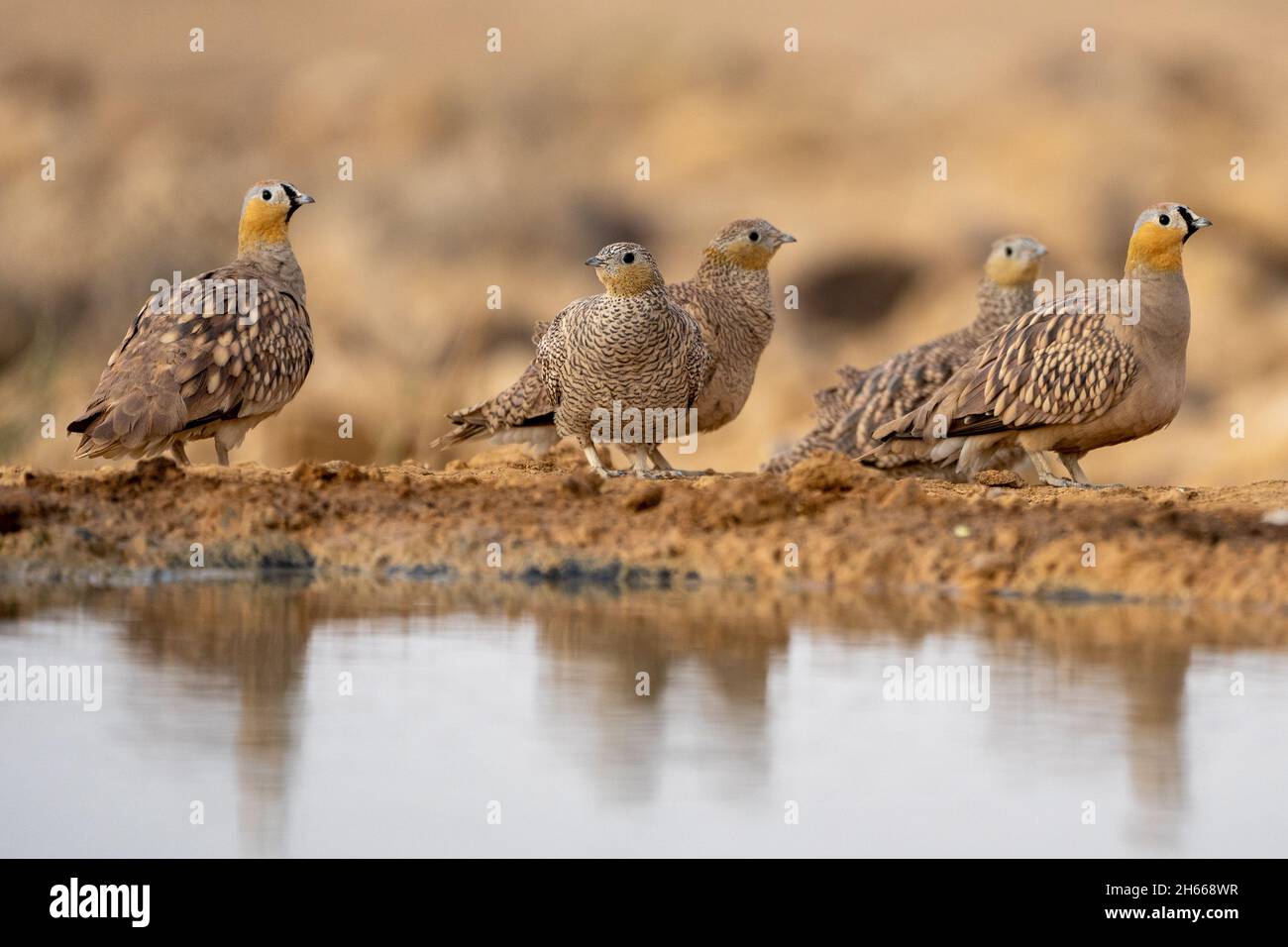 Sandgrouse drinking hi-res stock photography and images - Alamy