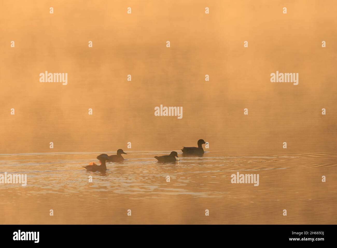 Swamp fowl hi-res stock photography and images - Alamy