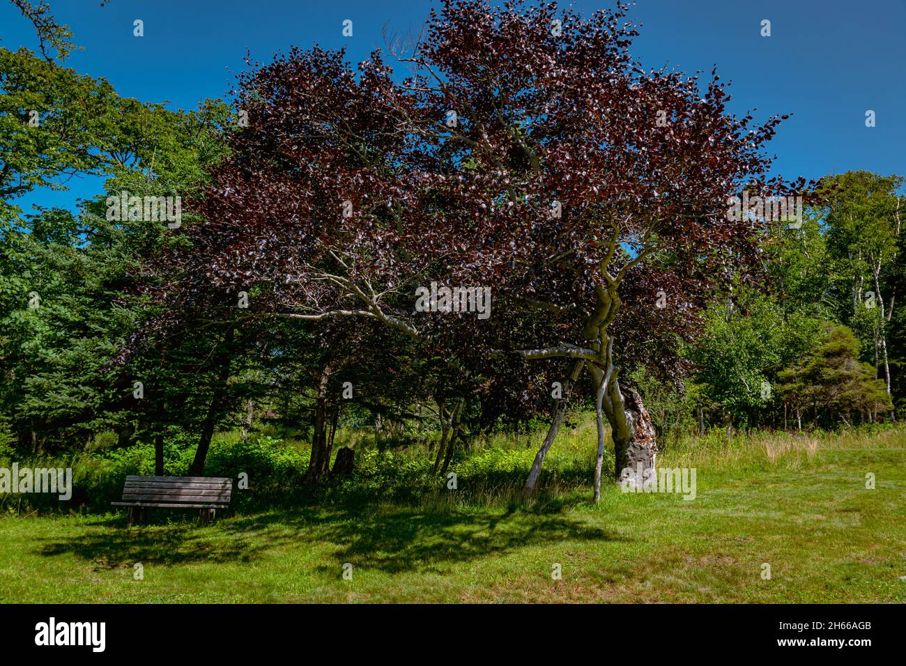 Copper beech tree hi-res stock photography and images - Alamy