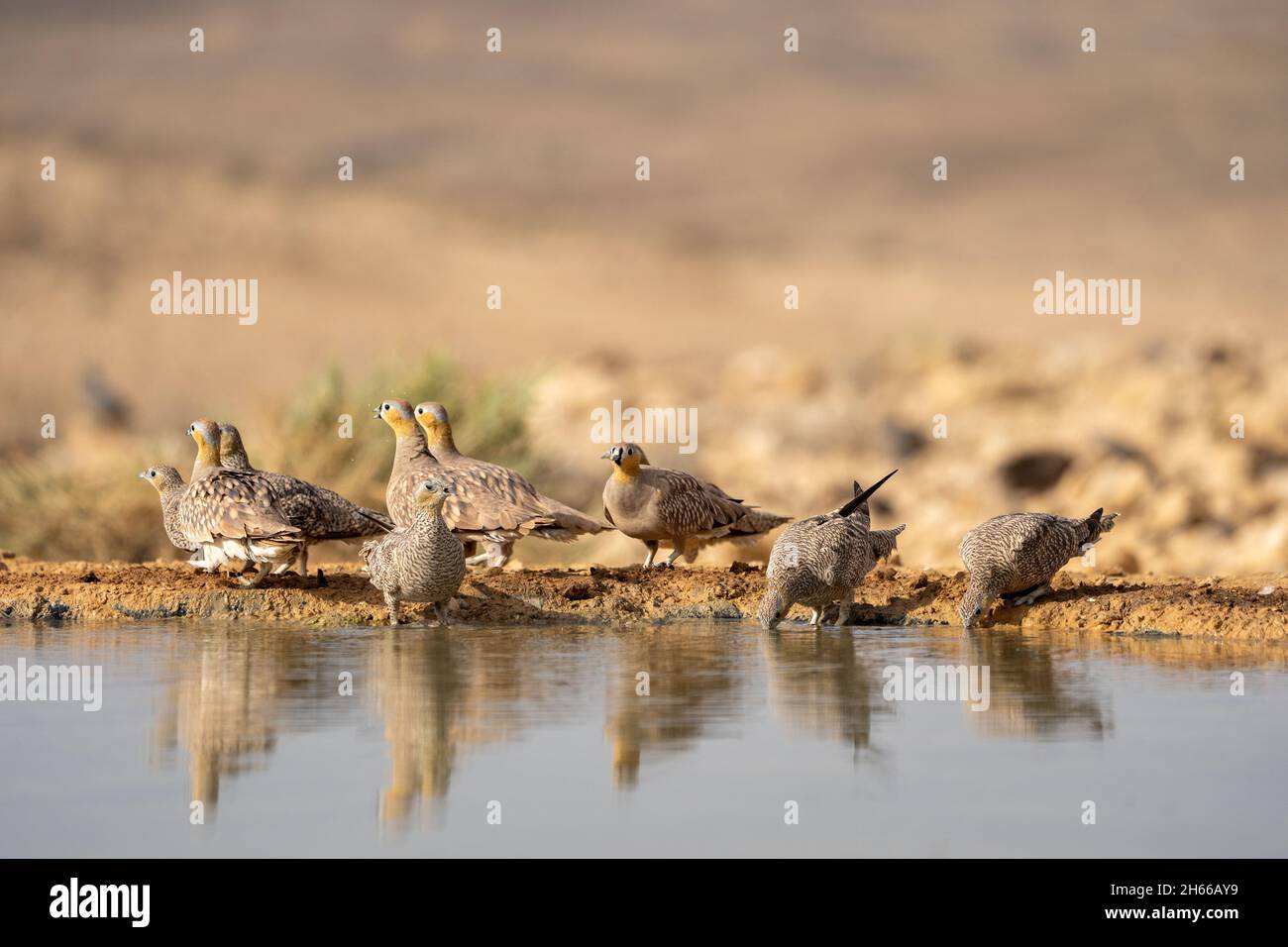 Flock of Crowned sandgrouse drinking water in the desert Stock Photo ...