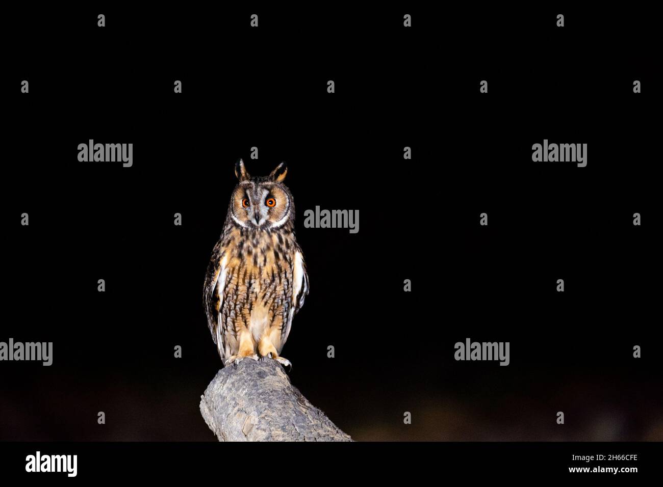 Night owl bird hi-res stock photography and images - Alamy