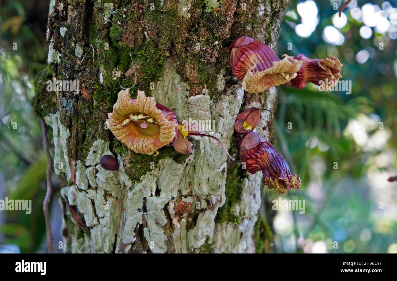 Calabash tree flowers (Crescentia alata Stock Photo - Alamy
