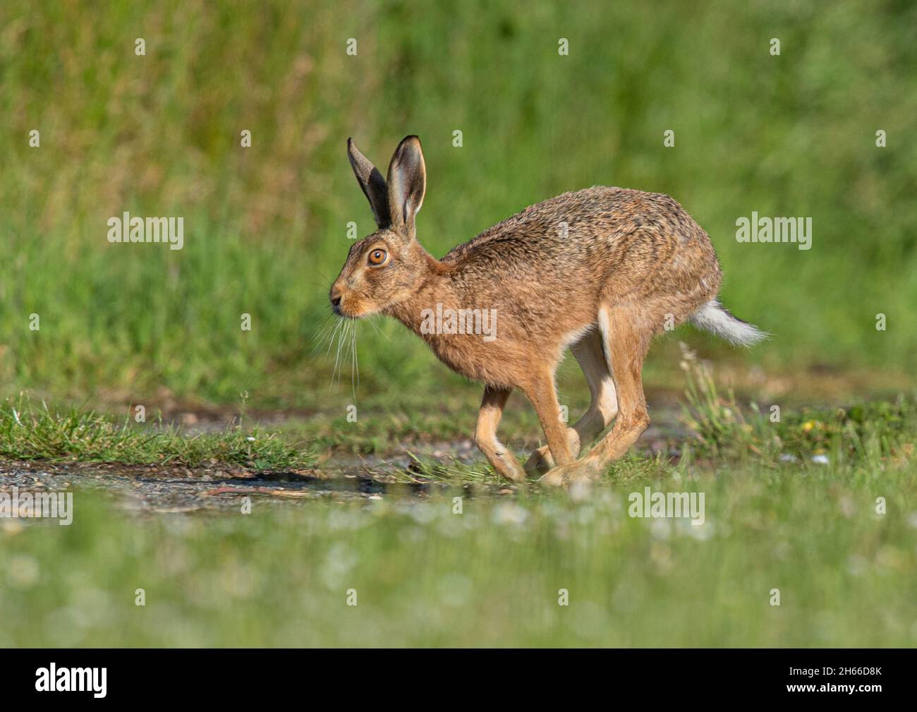 A Brown Hare running along a farm track , side on, showing how it moves ...