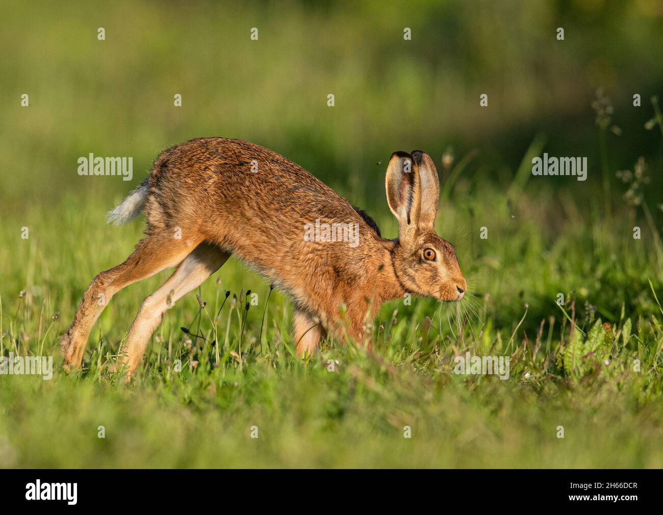 A Brown Hare running along a grassy farm margin , side on showing how ...