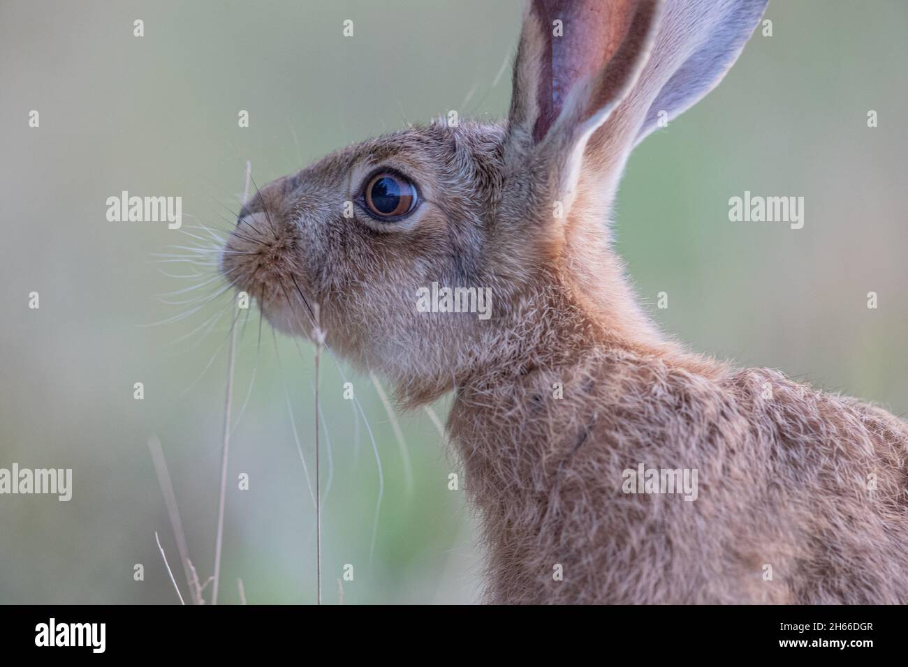 A close op of the face of a young Brown Hare leveret sniffing a grass ...