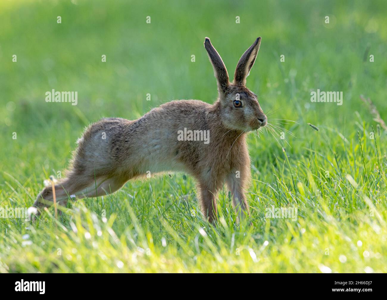 A young Brown Hare stretching out and flexing his muscles on the ...
