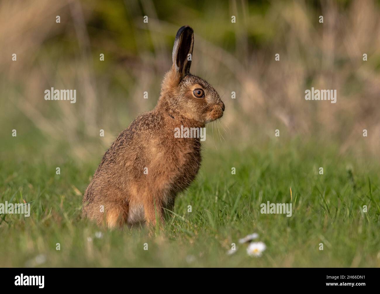 A tiny Brown Hare Leveret out on his own sitting in the sun on the ...