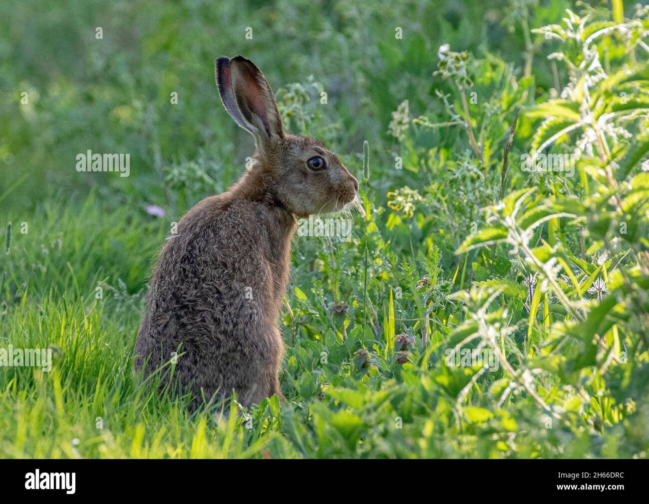 A Brown Hare Leveret checking out the thistles and nettles whilst ...
