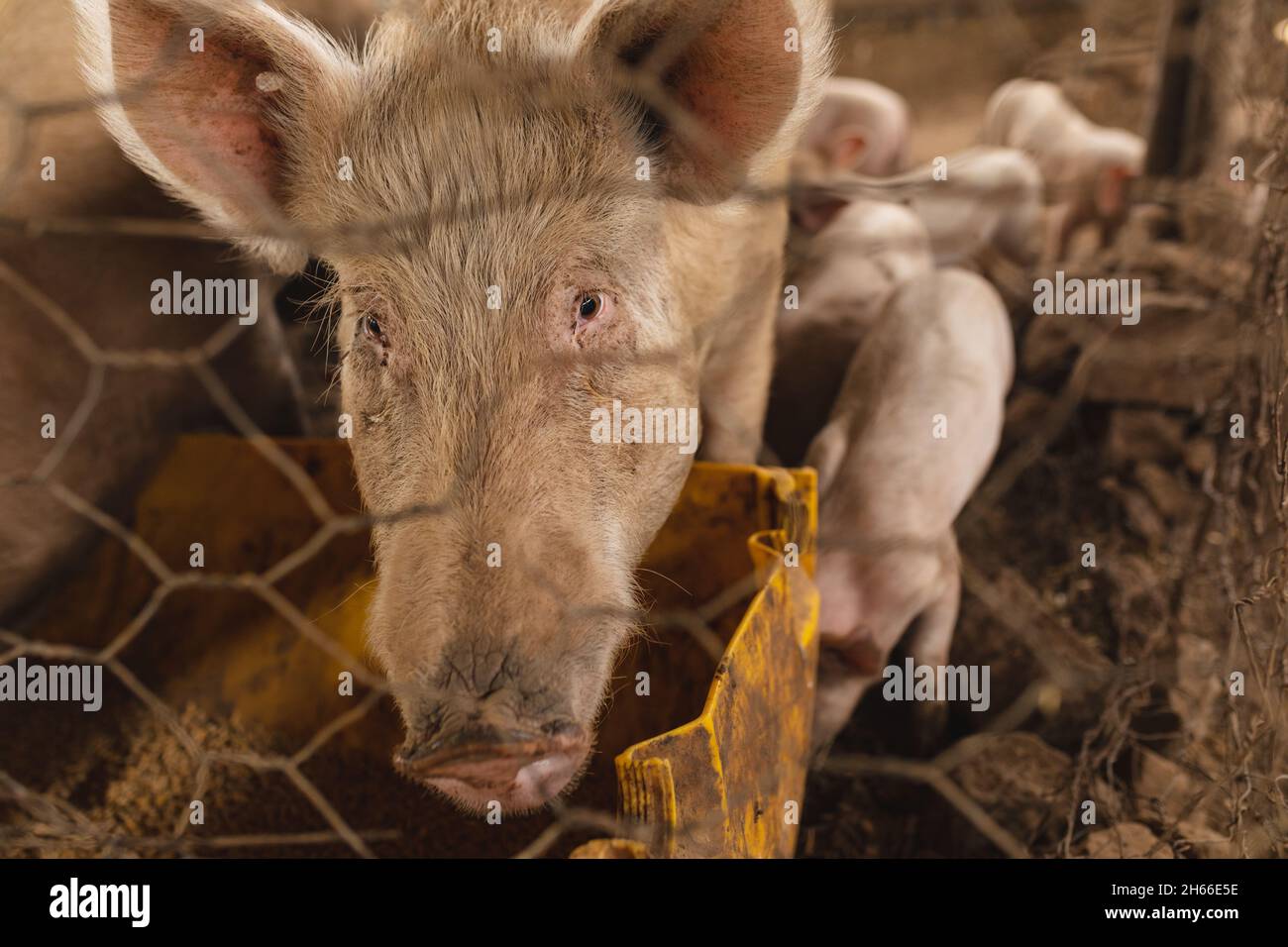 Pig fence hi-res stock photography and images - Alamy