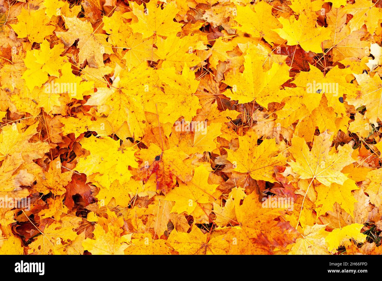 Fallen Norway maple, Acer platanoides leaves during autumn foliage in ...