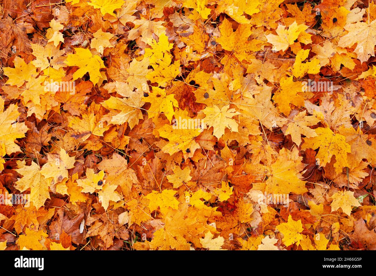 Fallen Norway maple, Acer platanoides leaves during autumn foliage in ...