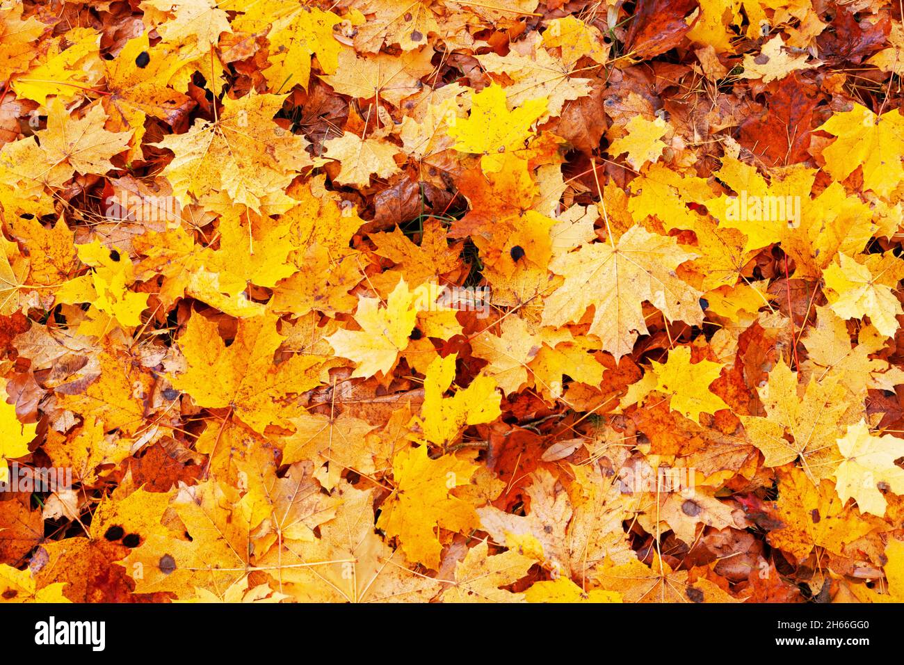 Fallen Norway maple, Acer platanoides leaves during autumn foliage in ...