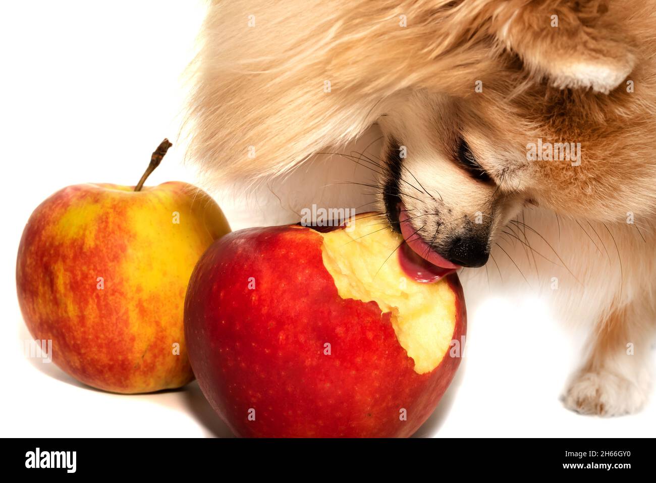 Happy pomeranian spitz eating apple, fruit on a white background close ...