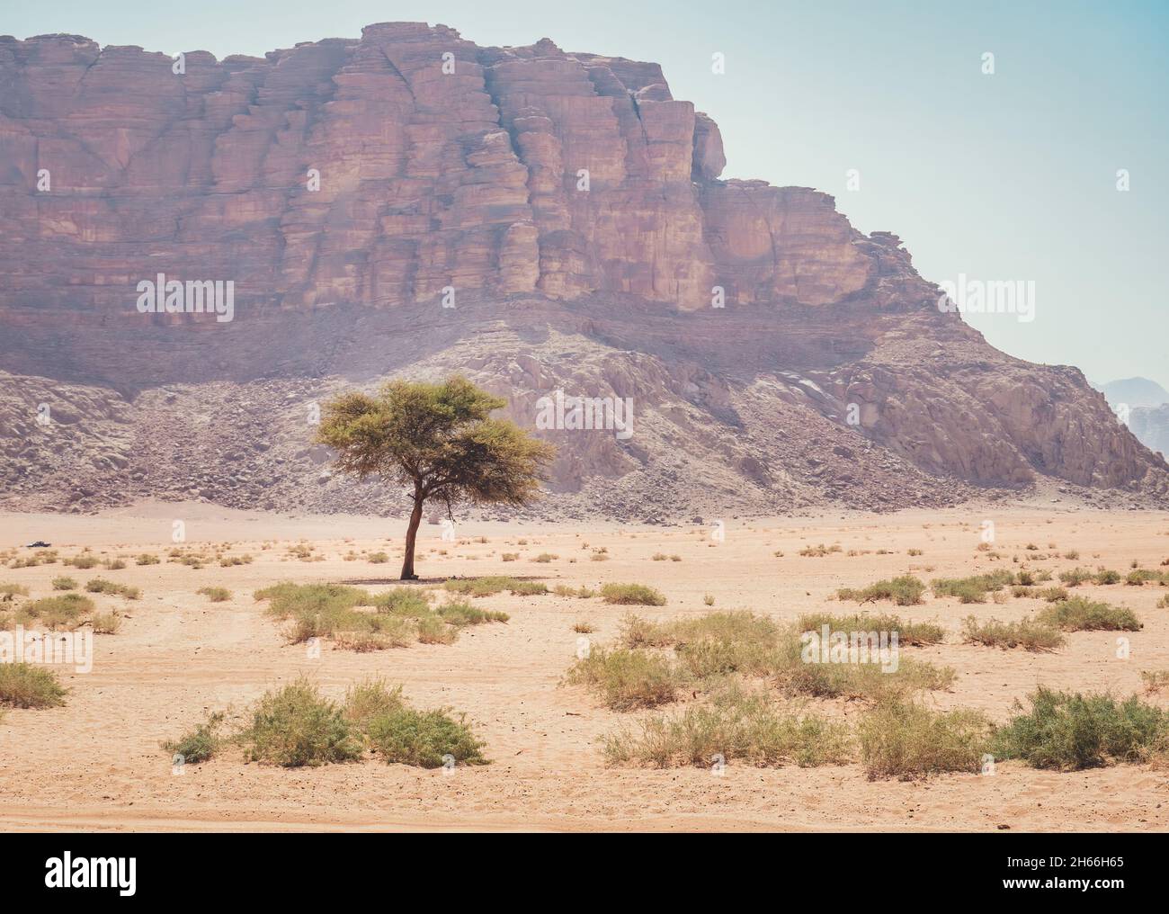View from Lawrence’s Spring of a lonely tree in the red rocky desert ...