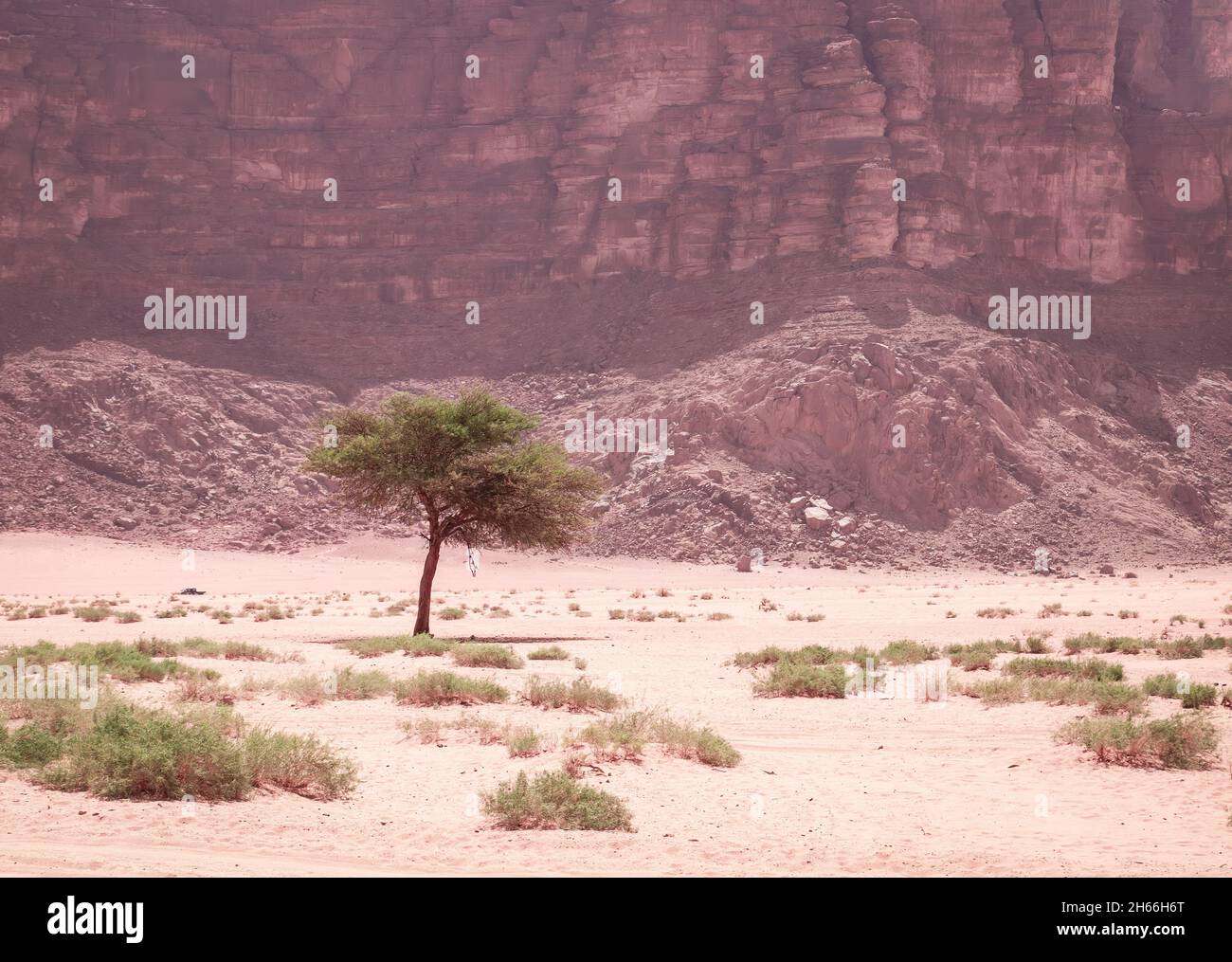 Lawrence spring in wadi rum hi-res stock photography and images - Alamy