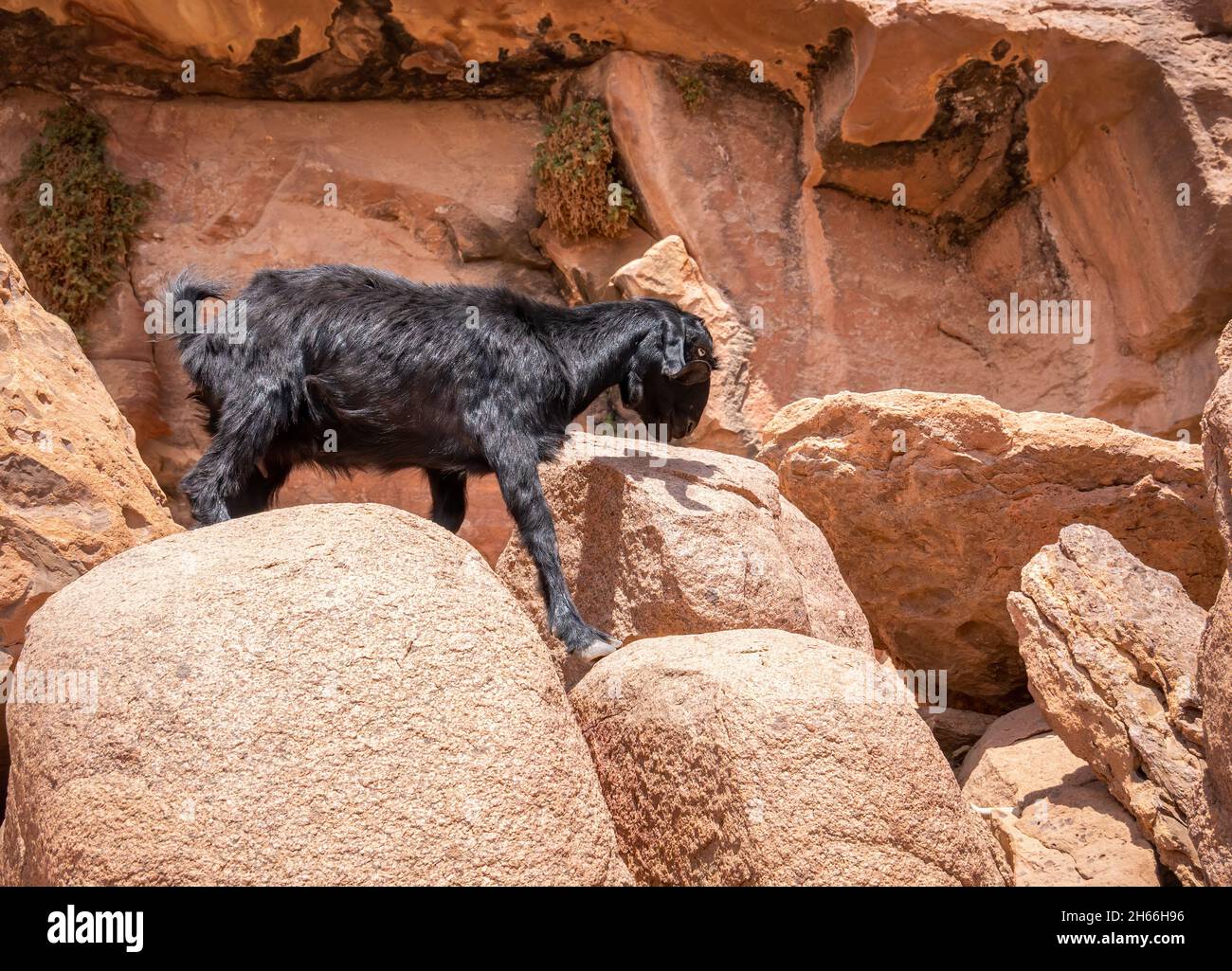 Black bedouin goat hi-res stock photography and images - Alamy