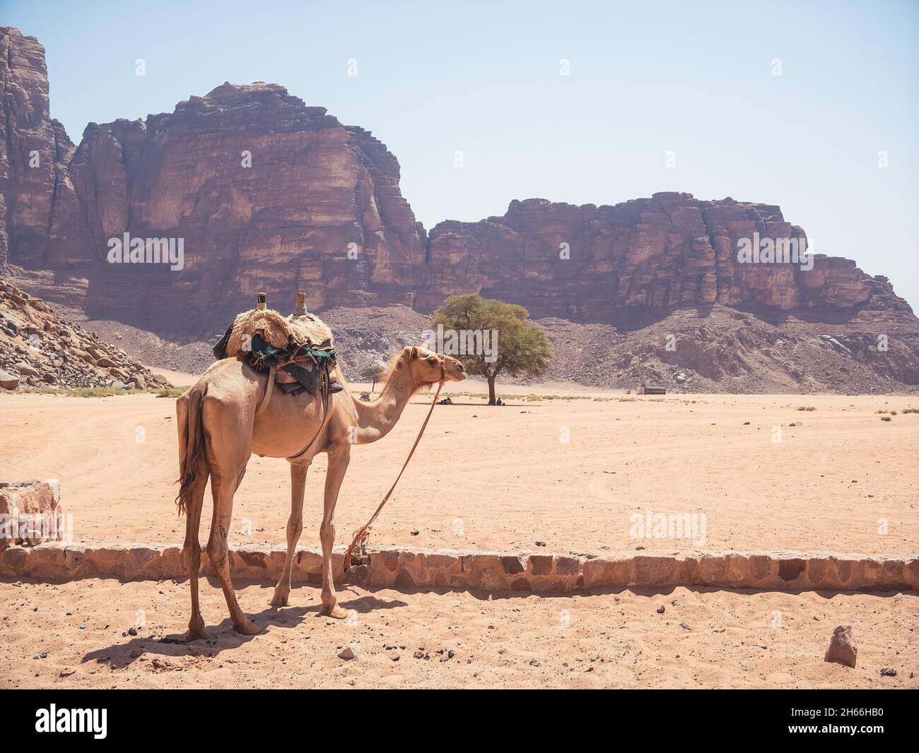 Jordan camel aerial hi-res stock photography and images - Alamy