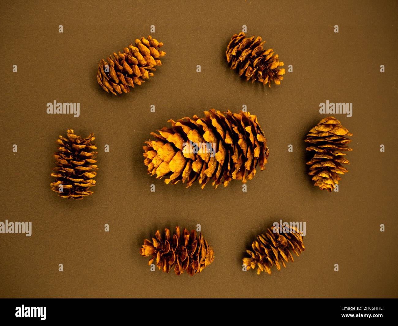 Pine cones lined up in a circle pattern Stock Photo - Alamy