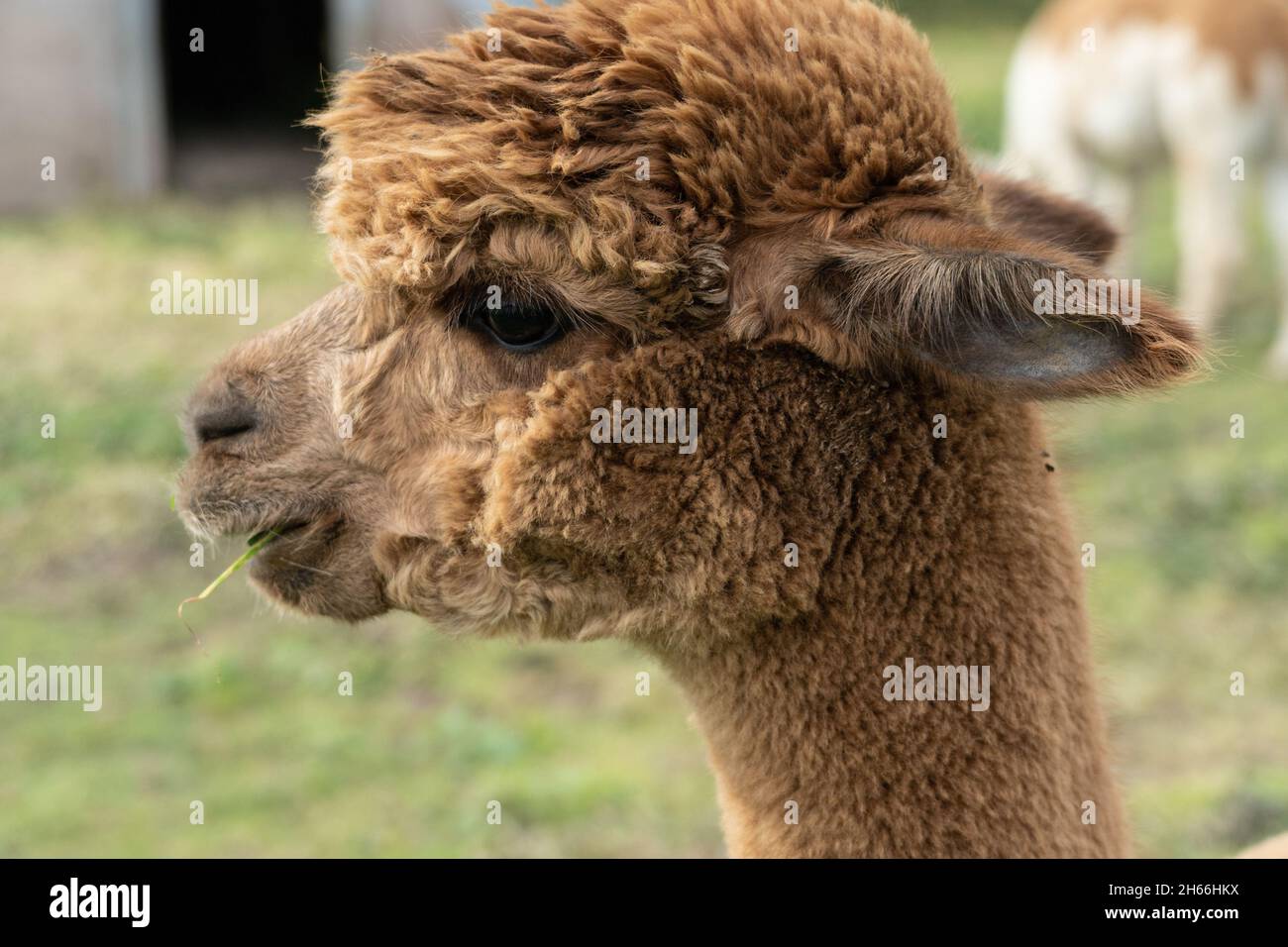Llama head hi-res stock photography and images - Alamy