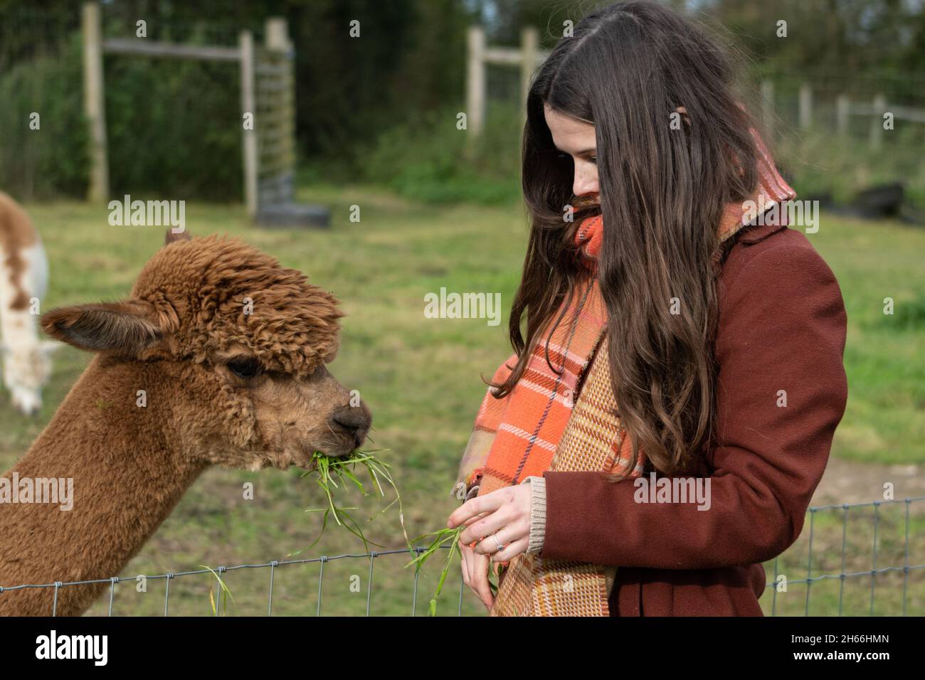 Lama girl hi-res stock photography and images - Alamy