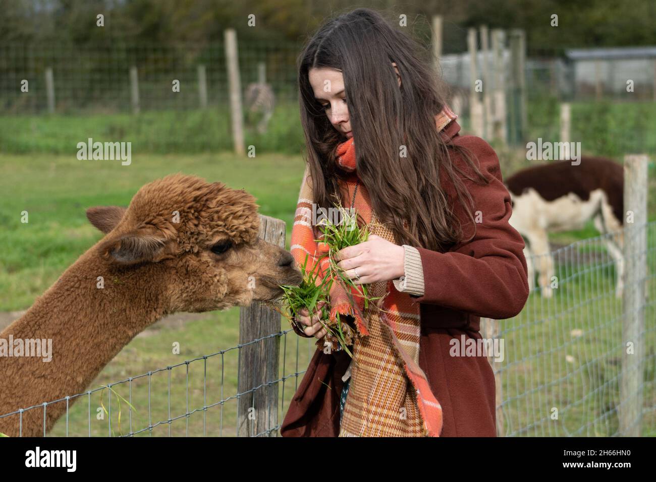Lama girl hi-res stock photography and images - Alamy