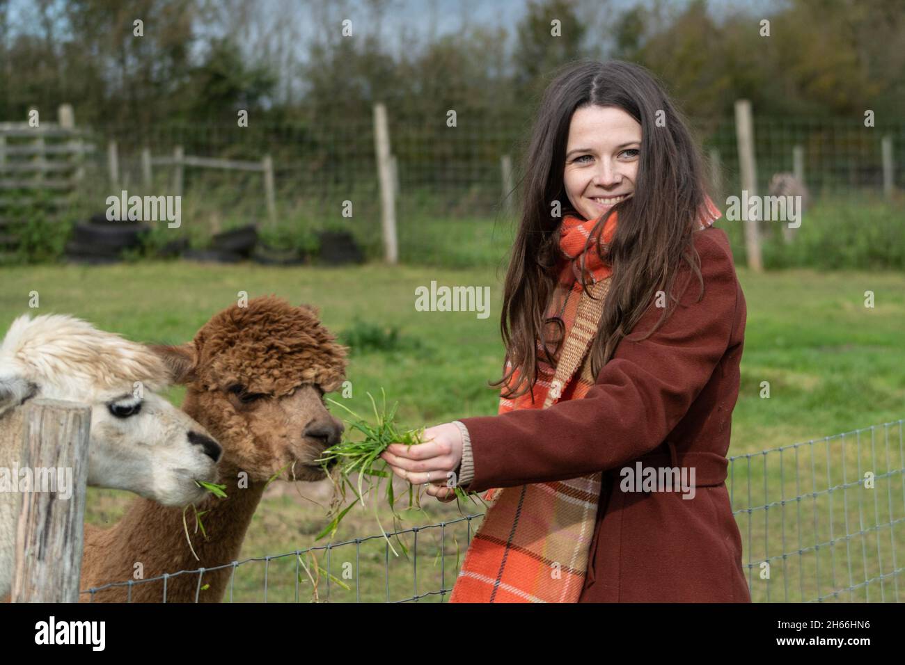 Young woman in a brown coat and scarf, with a two llamas (Lama glama ...