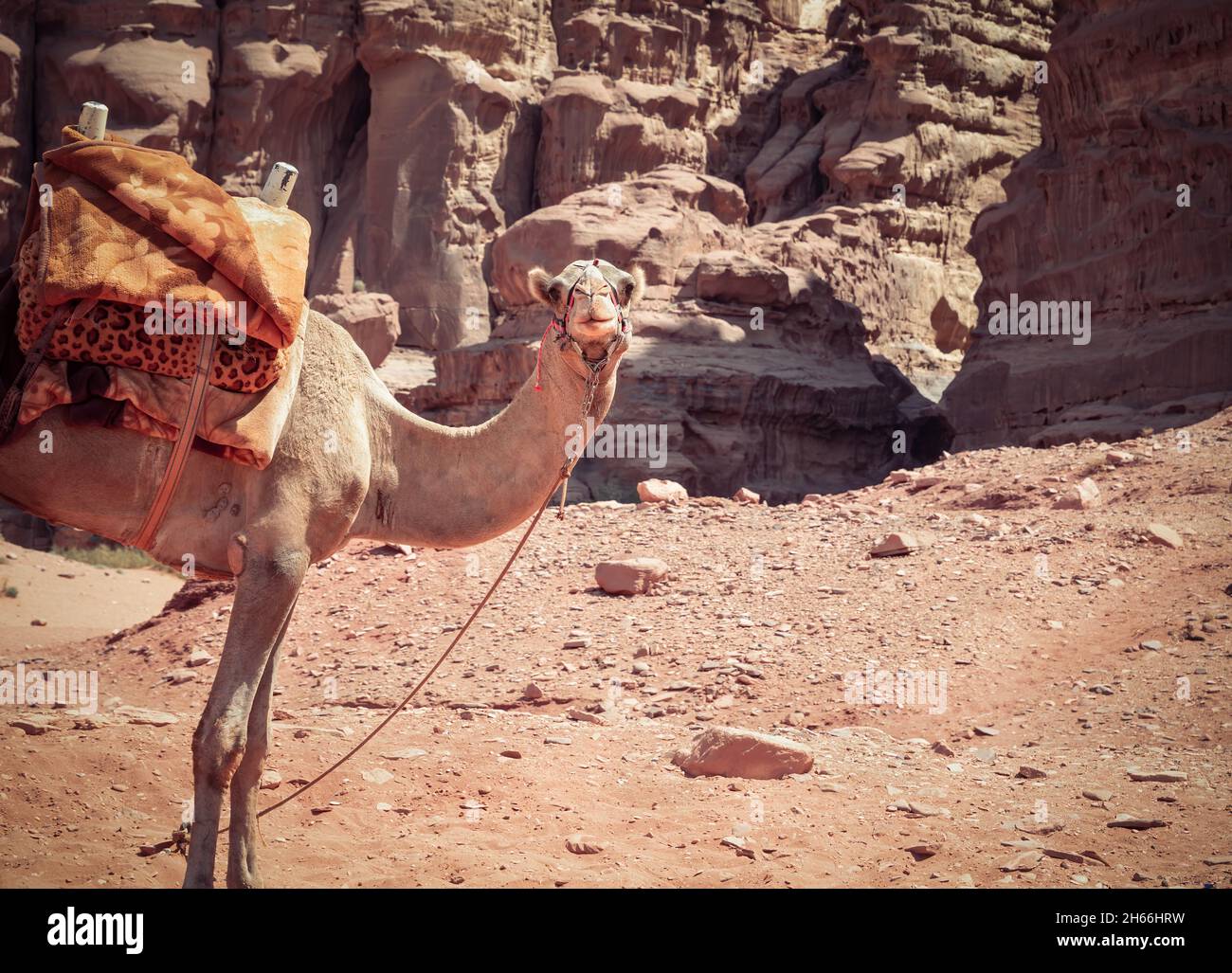 Camel walking camera hi-res stock photography and images - Alamy