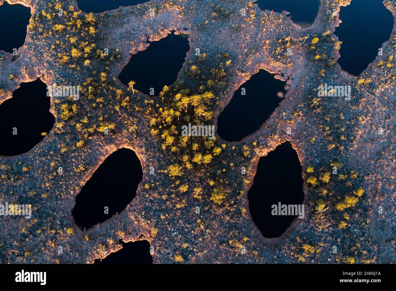 An aerial view of dark bog lakes during an autumnal morning sunrise in ...