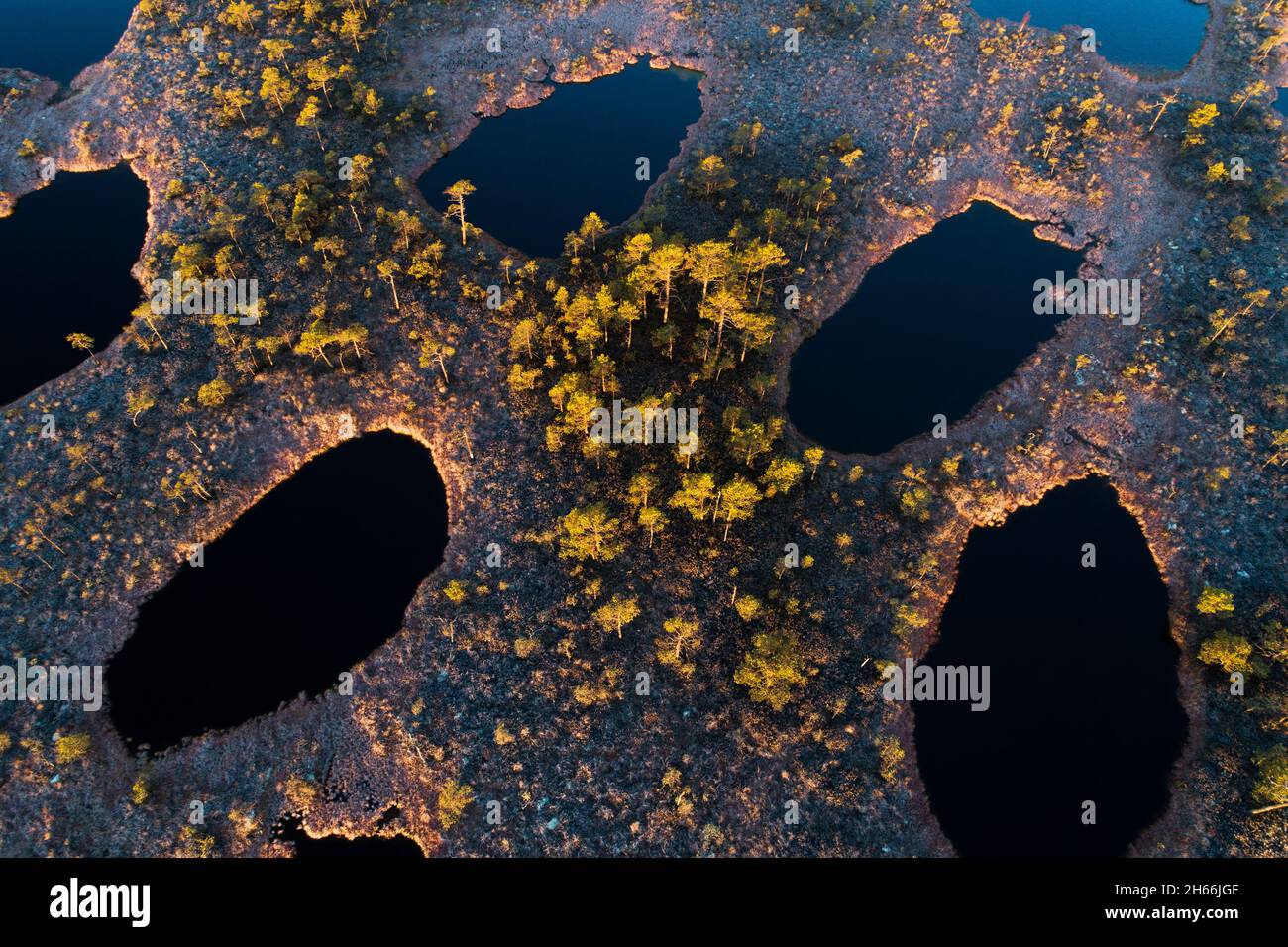 An aerial view of dark bog lakes during an autumnal morning sunrise in ...