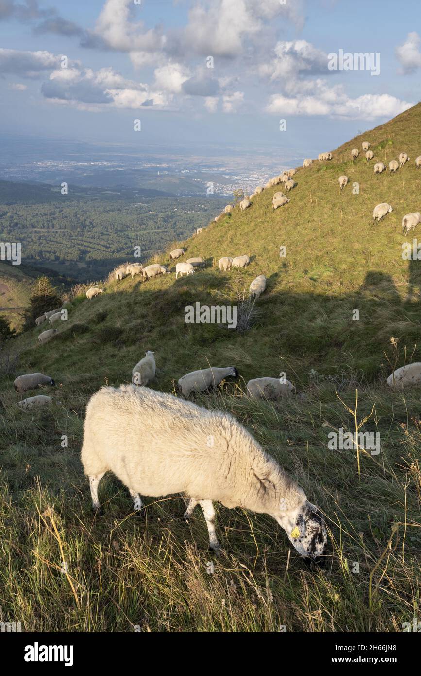 Vertical shot herd grazing hi-res stock photography and images - Alamy