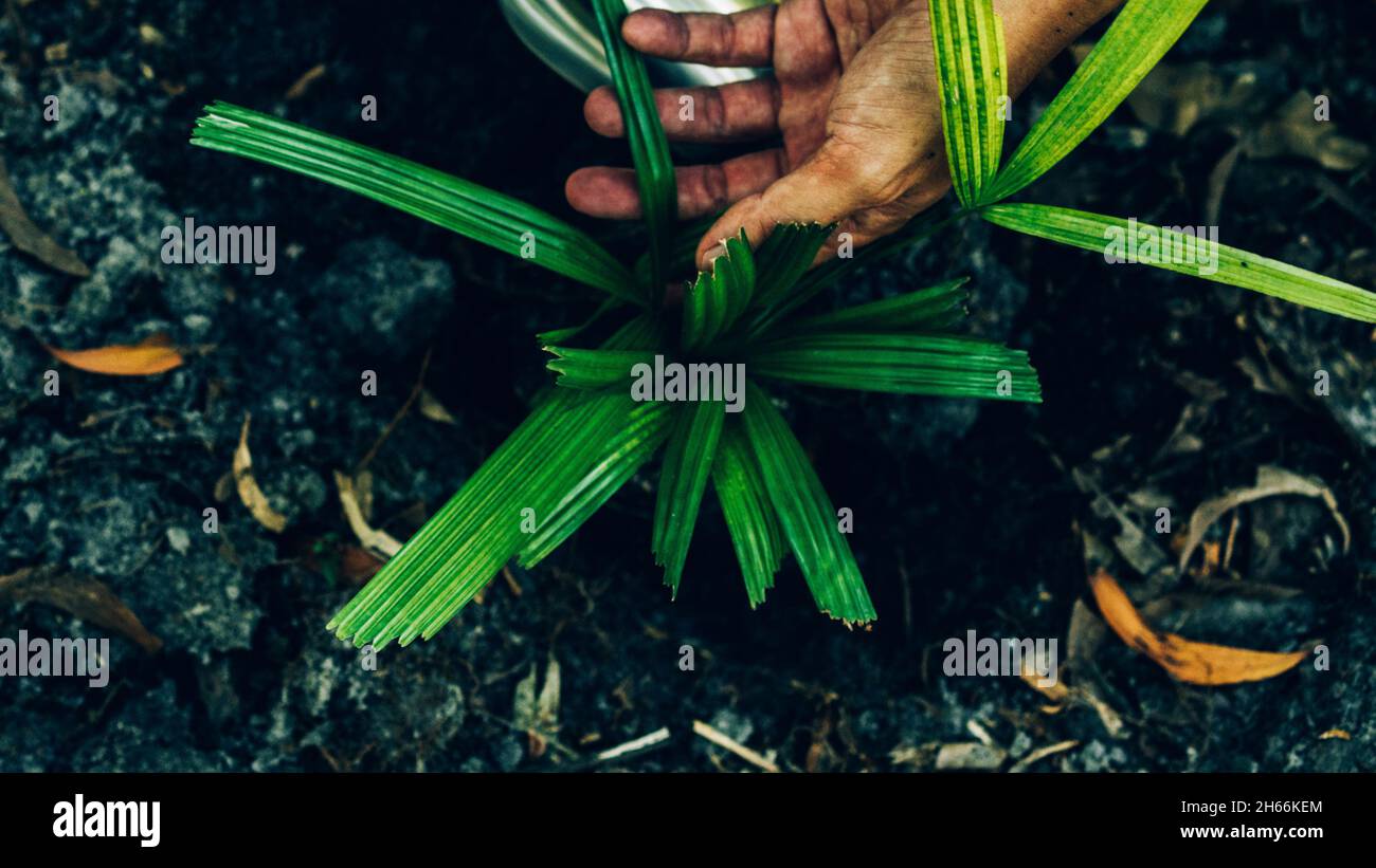 Plant in Hands. Ecology concept. Nature Background planting tree for ...