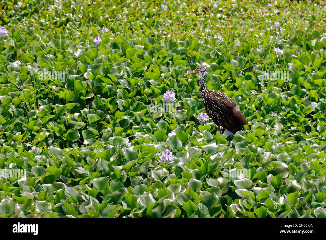 Limpkin walking, motion; brown spotted bird; Aramus guarauna; wildlife ...