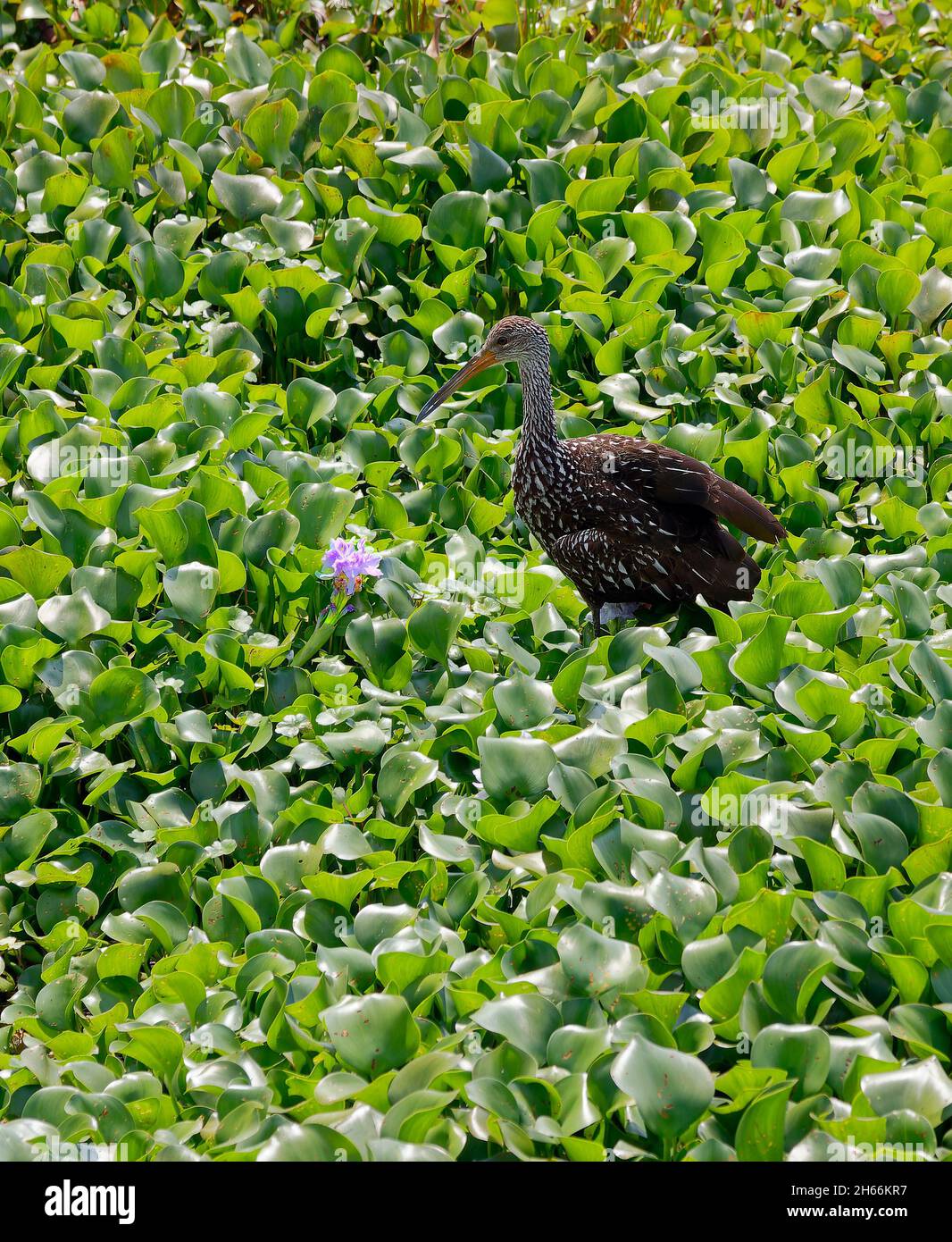 Limpkin walking, water hyacinth bed; large brown spotted bird; wildlife ...