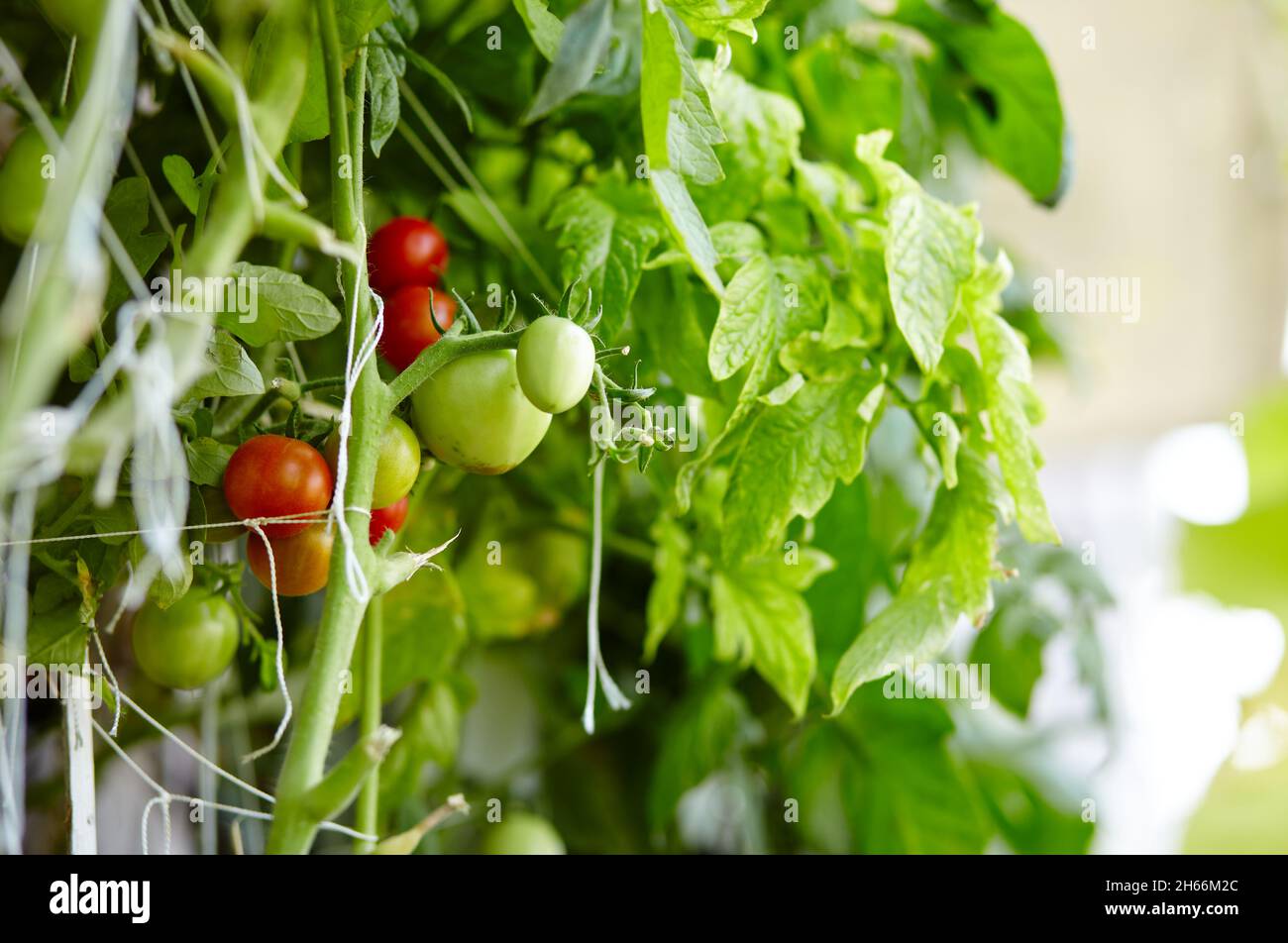 Tomato grows in a greenhouse. Growing fresh vegetables in a greenhouse Stock Photo - Alamy