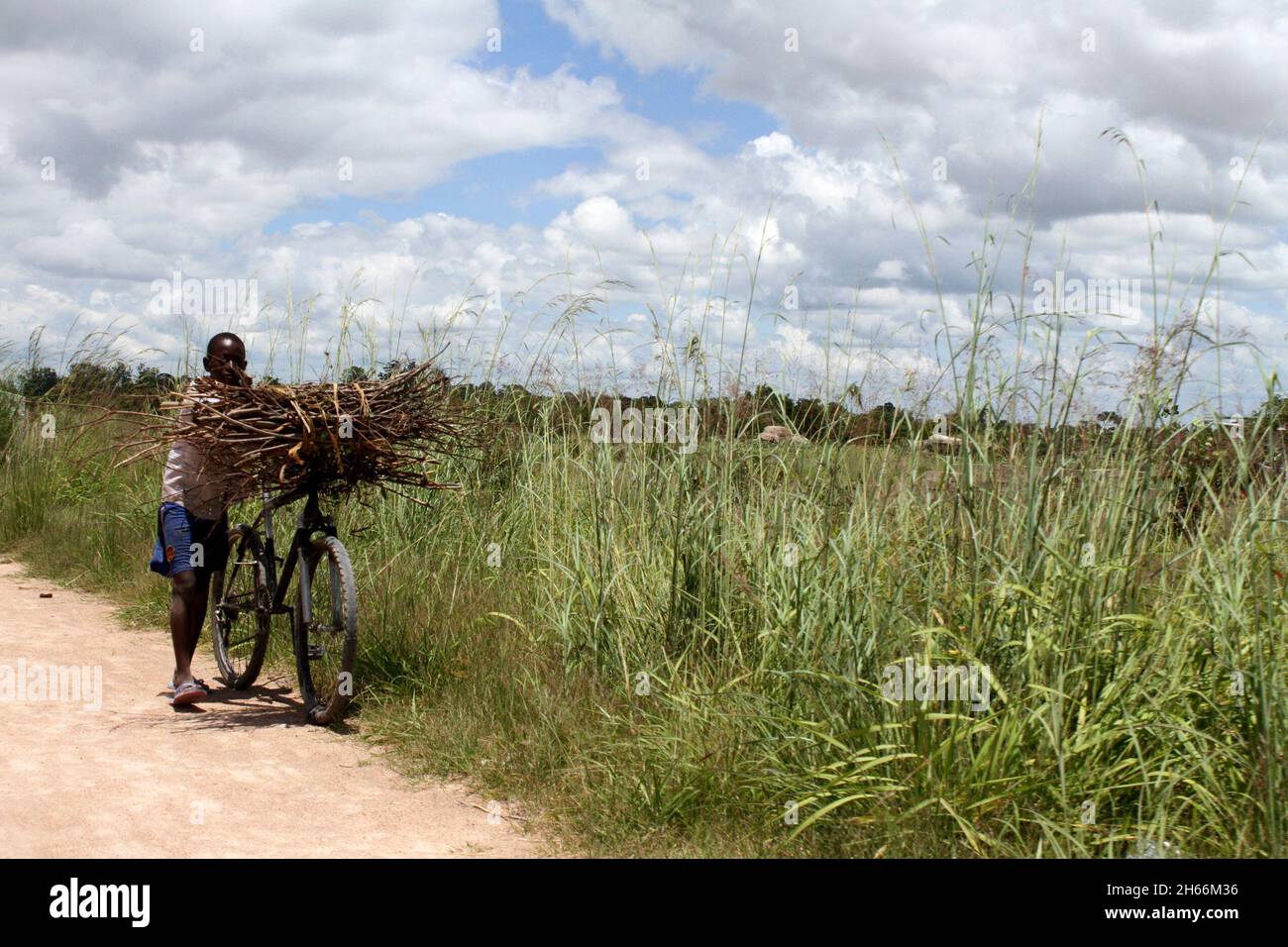Zimbabwe sugar cane hi-res stock photography and images - Alamy