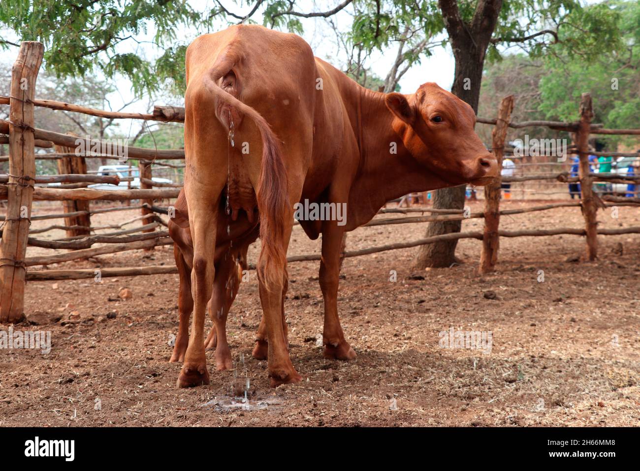 A cow is seen urinating in the field as a cow tries to suckle in ...