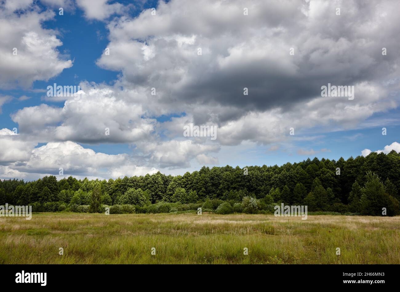Forest horizon line hi-res stock photography and images - Alamy