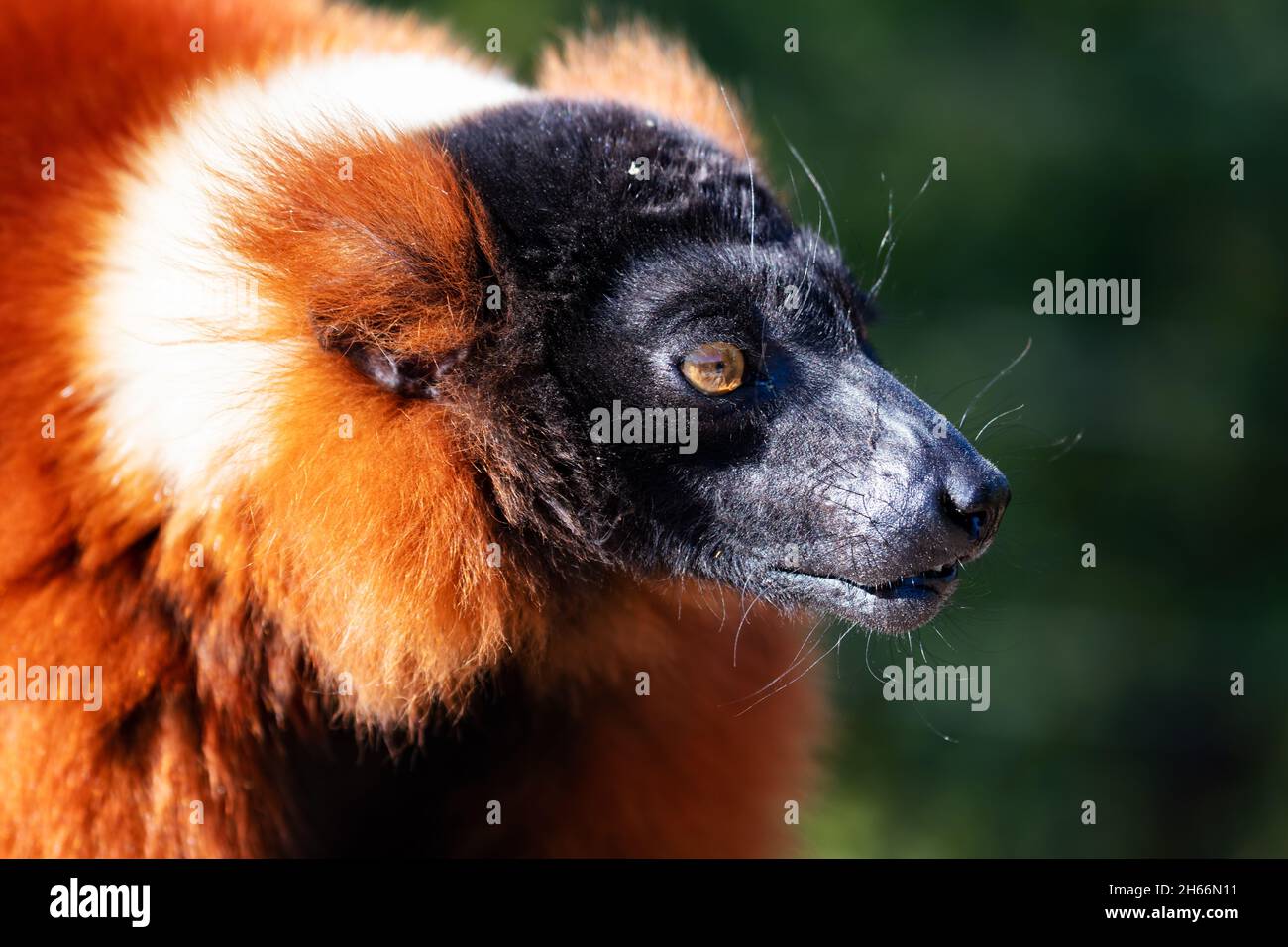 Red Ruffed Lemur monkey. Mammal and mammals. Land world and fauna ...