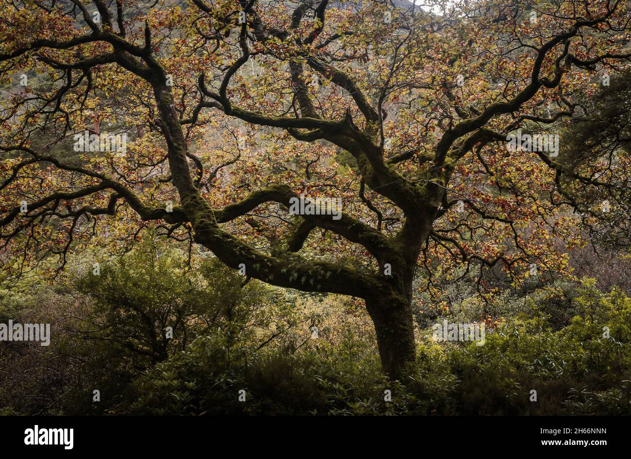 Killarney national forest hi-res stock photography and images - Alamy