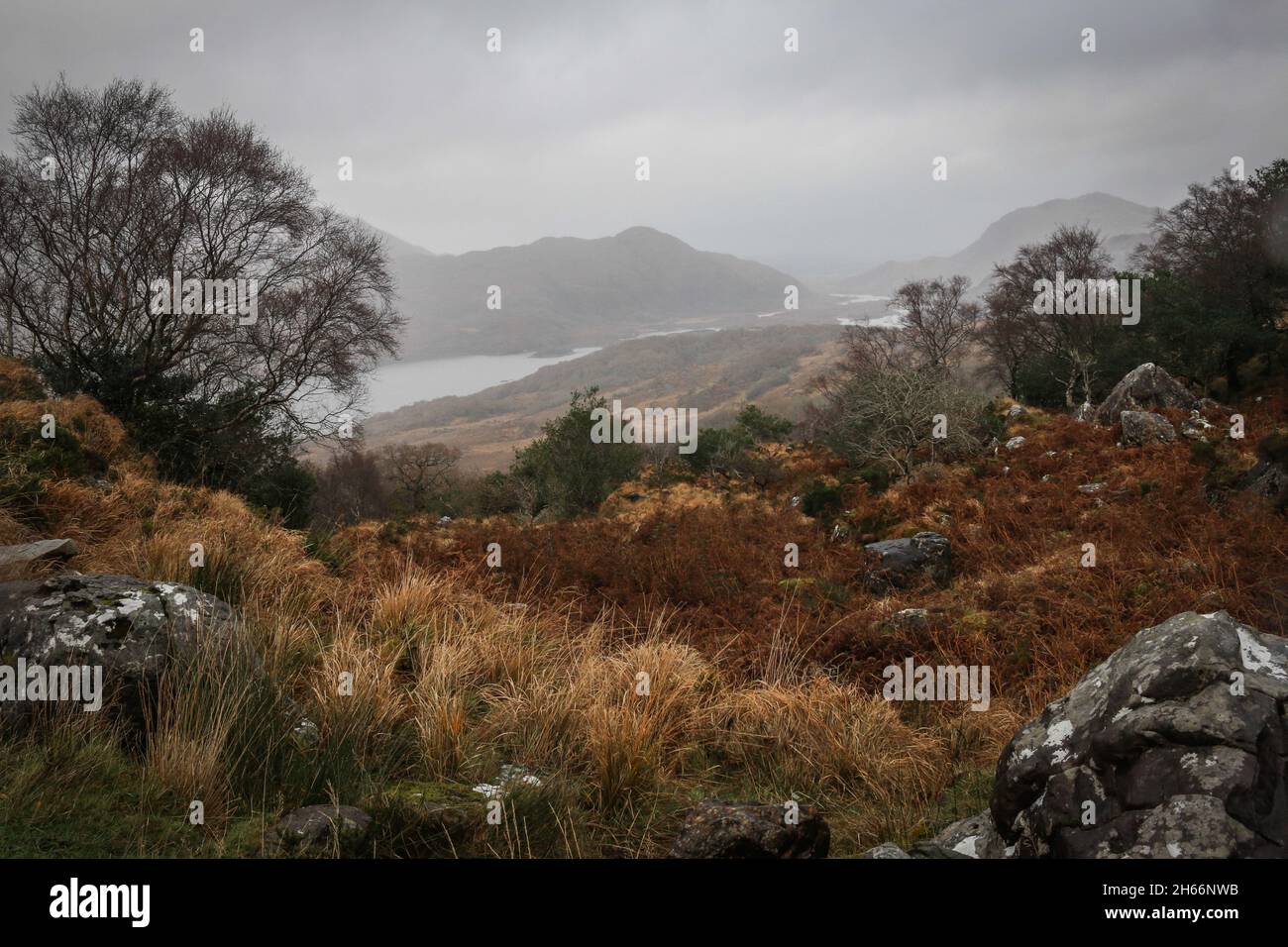 Killarney national park tree hi-res stock photography and images - Alamy