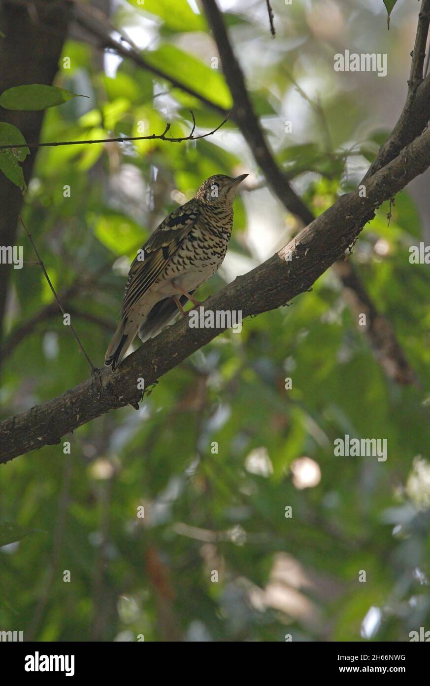 Scaly Thrush (Zoothera dauma) adult perched in tree Kathmandu, Nepal ...