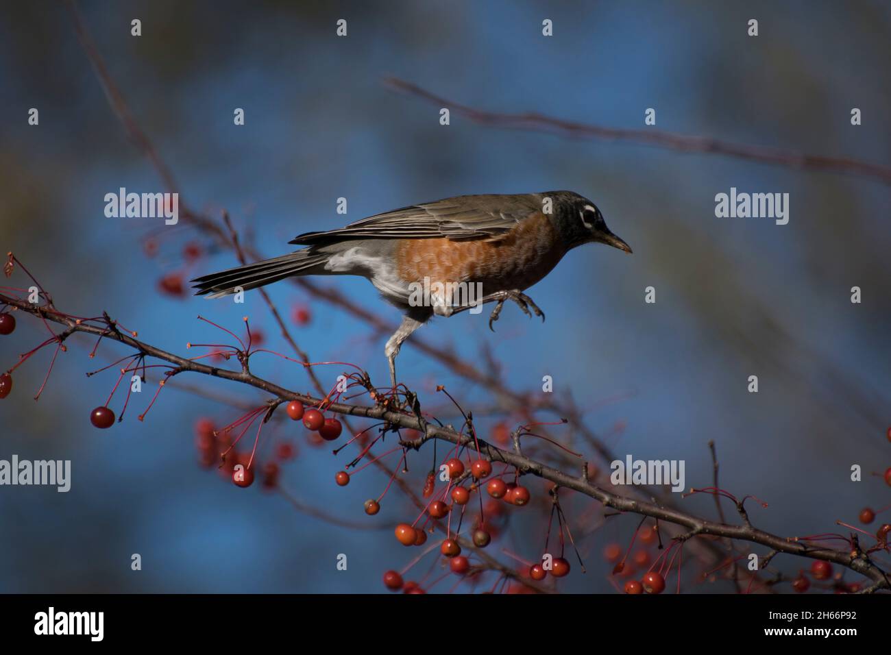 Northern Robin on berry branch Stock Photo - Alamy