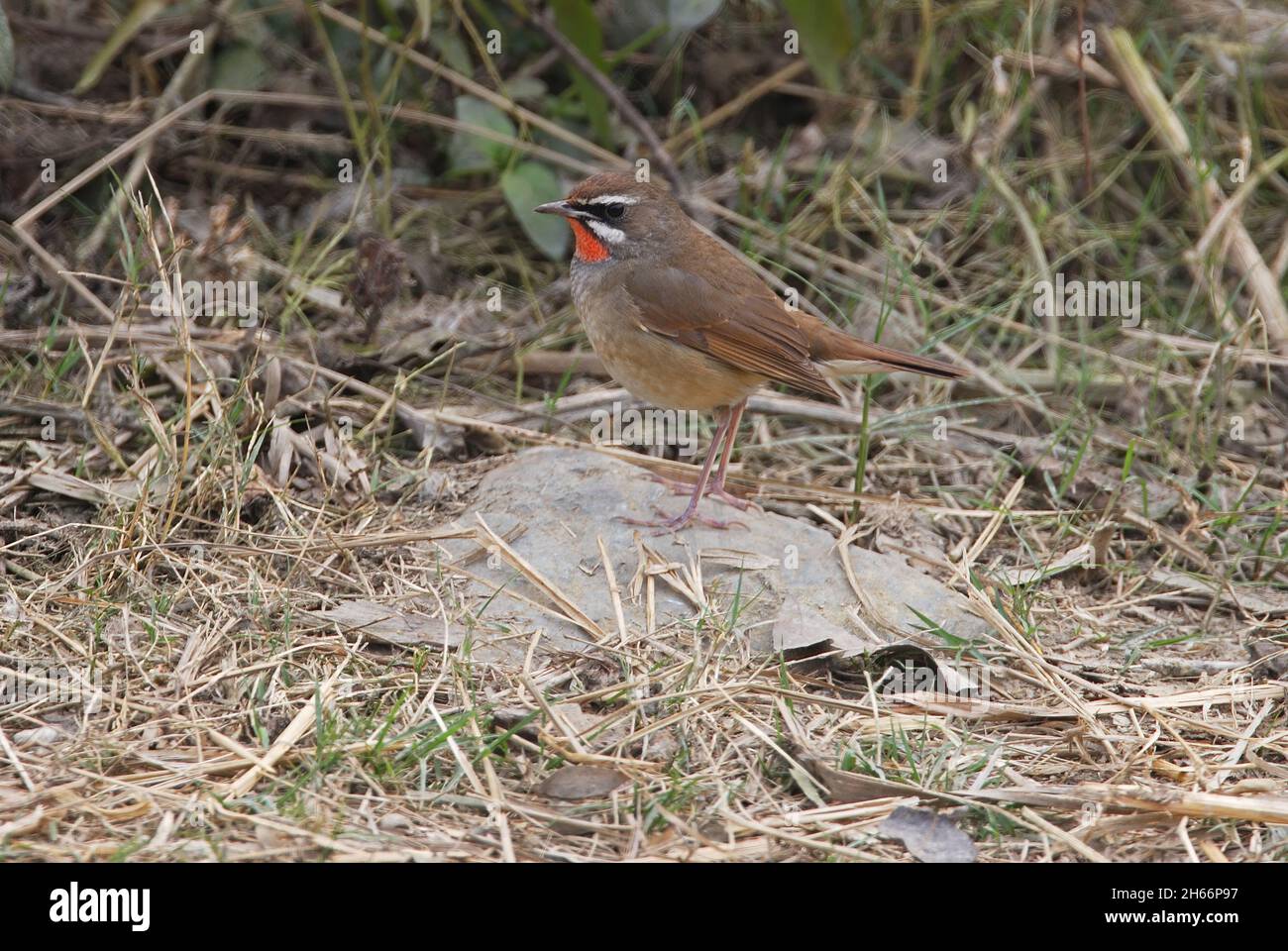 Siberian Rubythroat (Calliope calliope) adult male standing on a rock ...