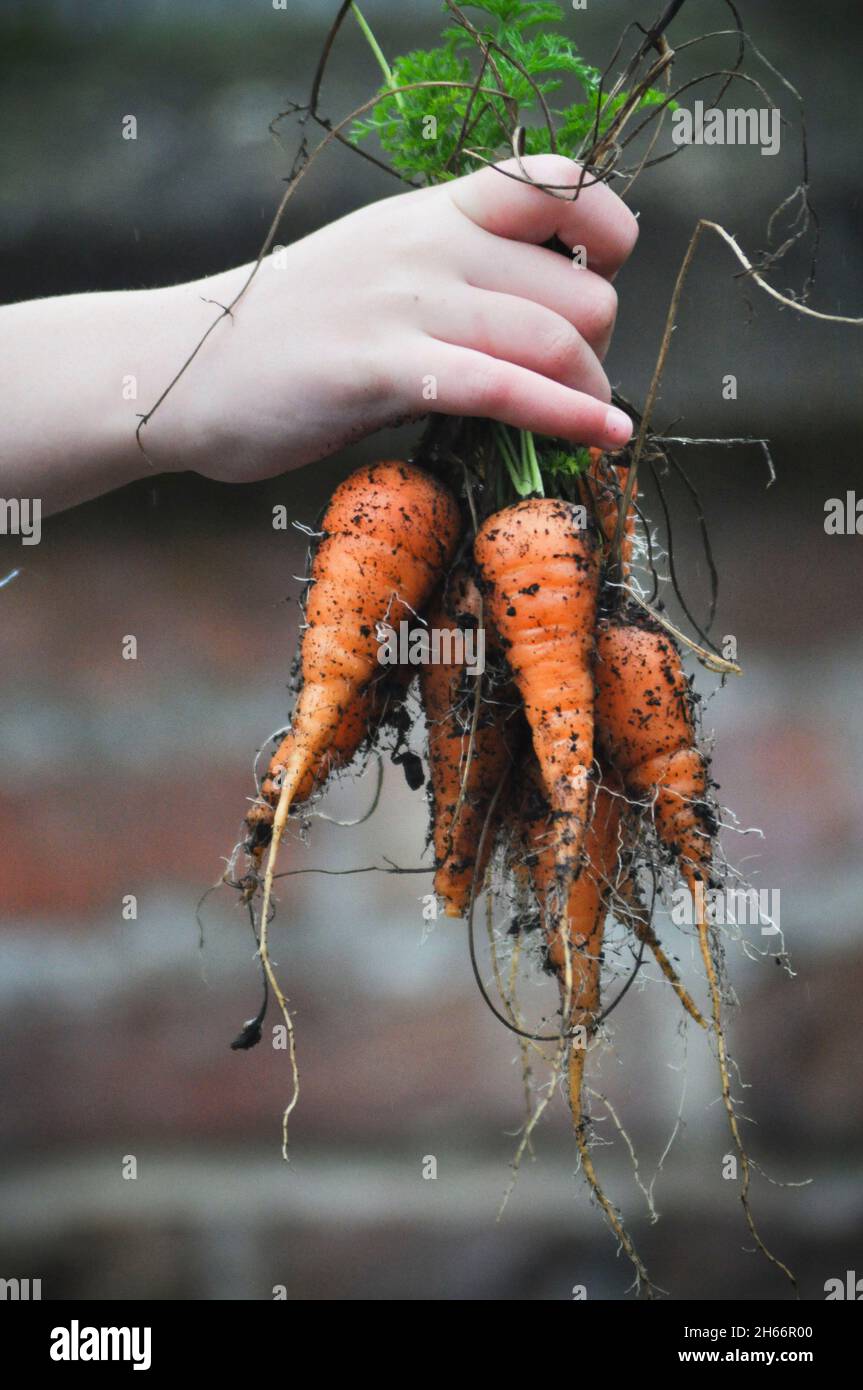 Freshly carrots hi-res stock photography and images - Alamy
