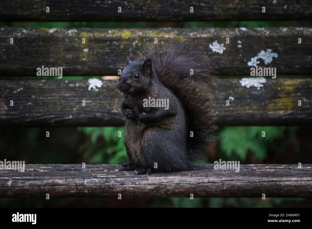 Squirrel sitting on a bench Stock Photo - Alamy