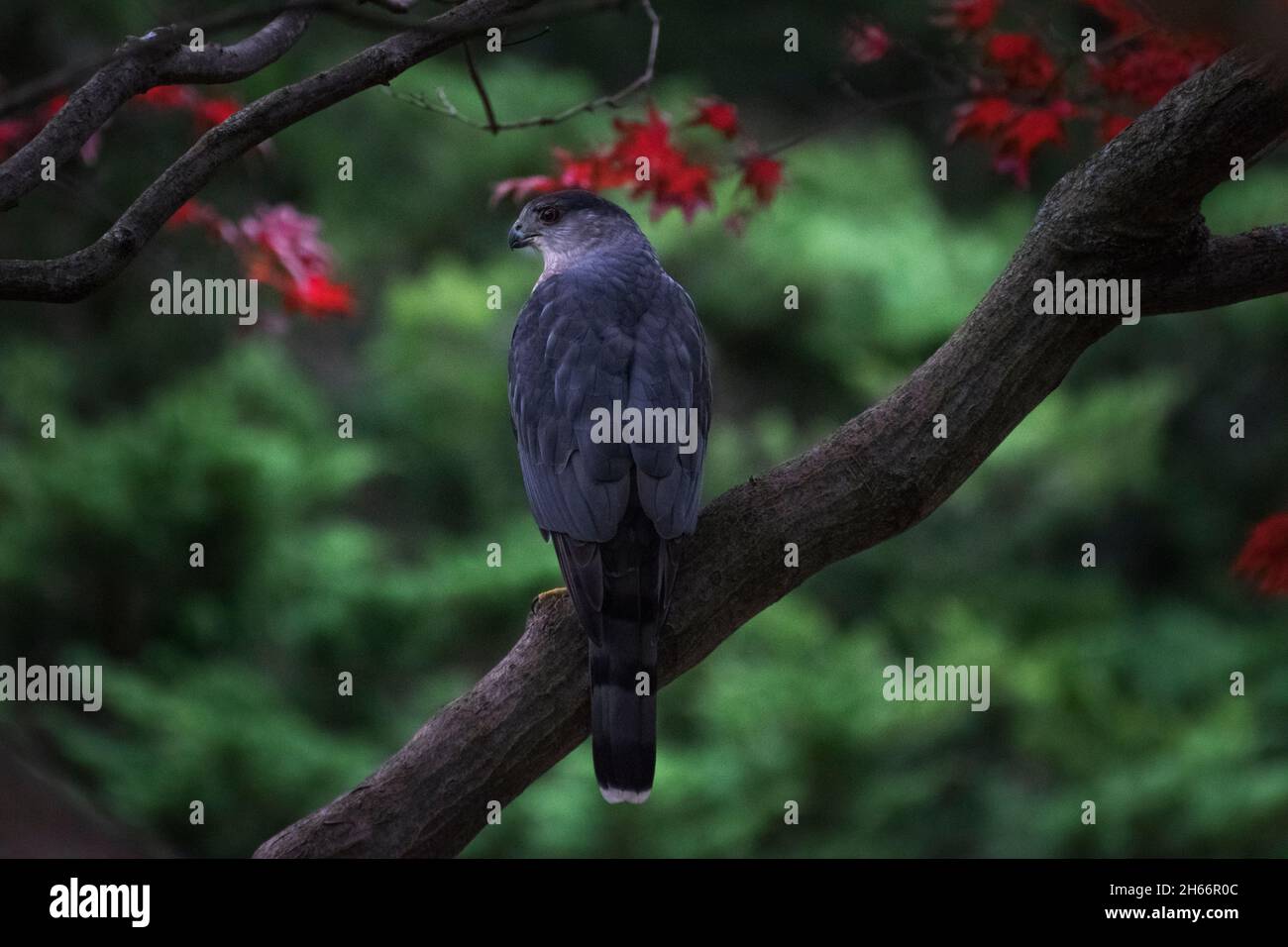 Robin cooper hi-res stock photography and images - Alamy