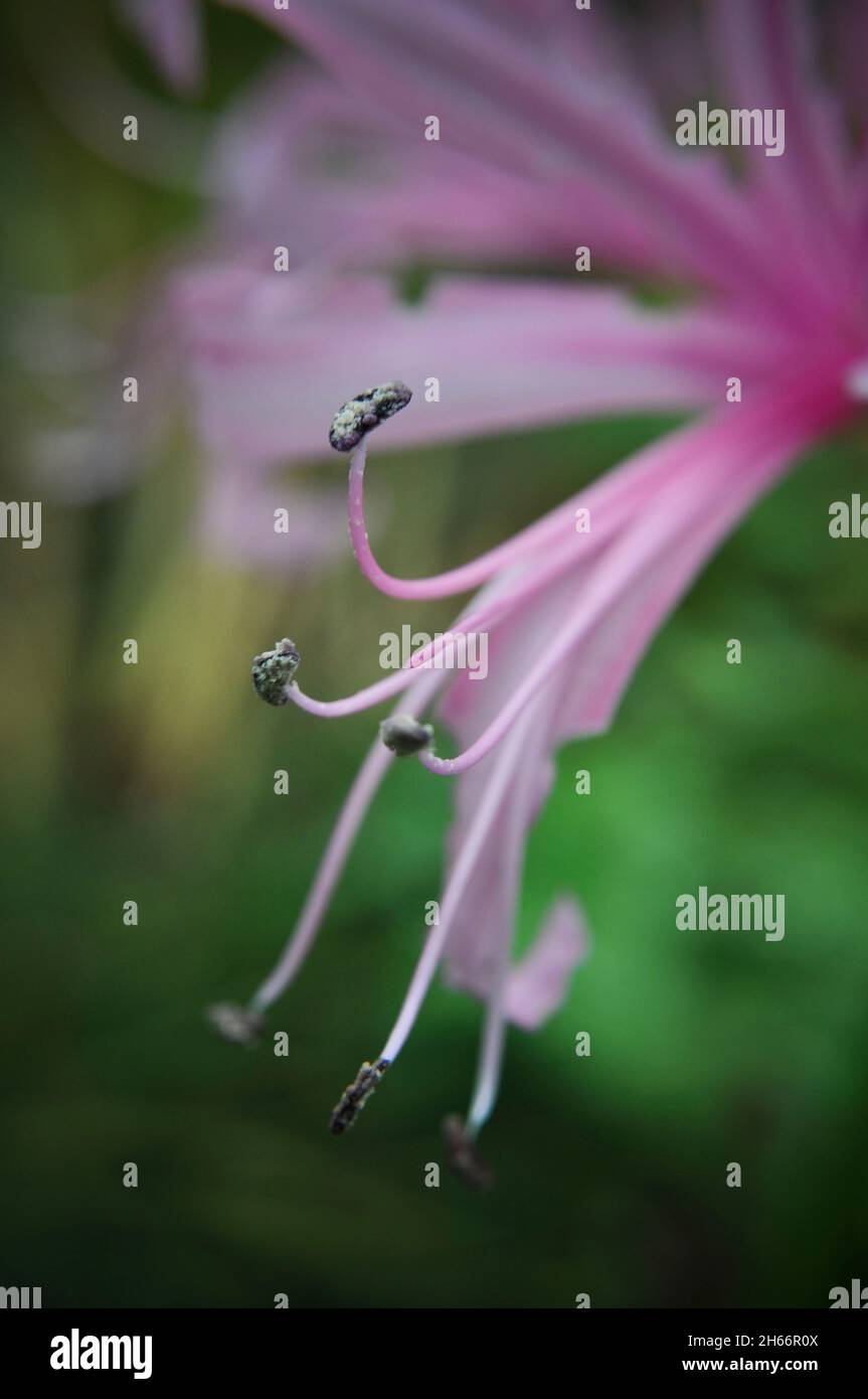 Stamens grow from petals hi-res stock photography and images - Alamy